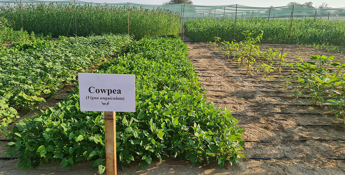 Demonstration Plots for Annual Crops | International Center for ... Demonstration Plots for Annual Crops | International Center for ...