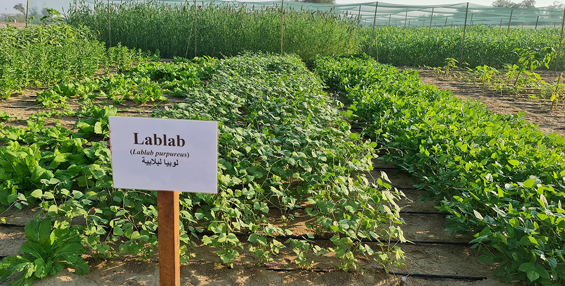 Demonstration Plots for Annual Crops | International Center for ...