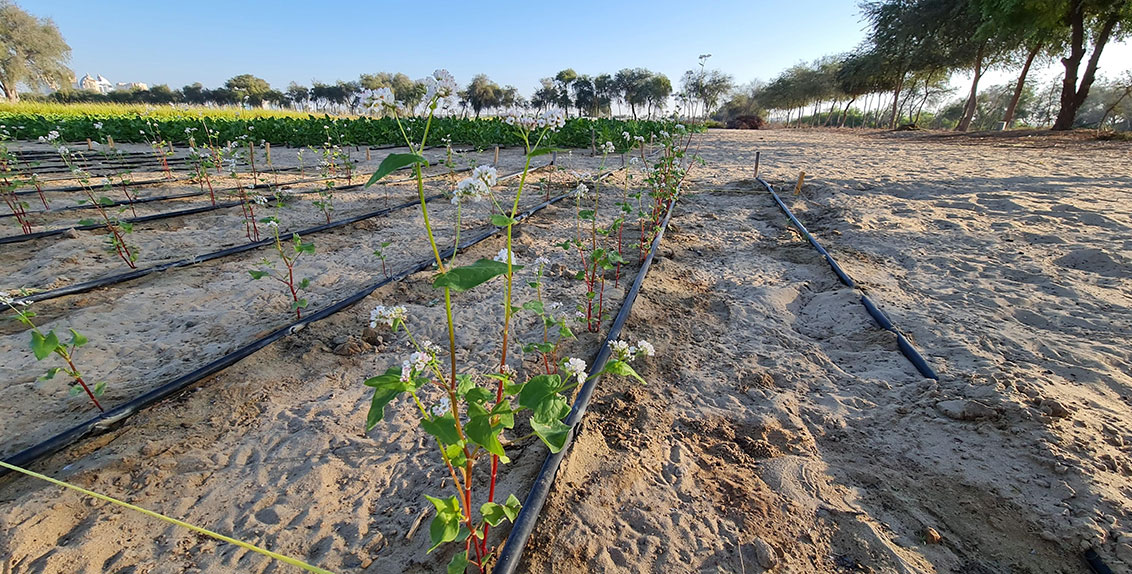 Demonstration Plots for Annual Crops | International Center for ...