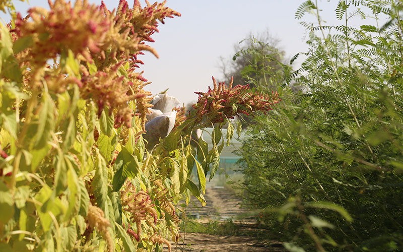 Demonstration Plot for Perennial Crops | International Center for ...