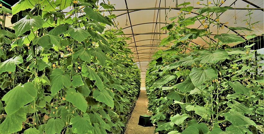 Are net-houses the future of horticulture in the UAE? | International ...