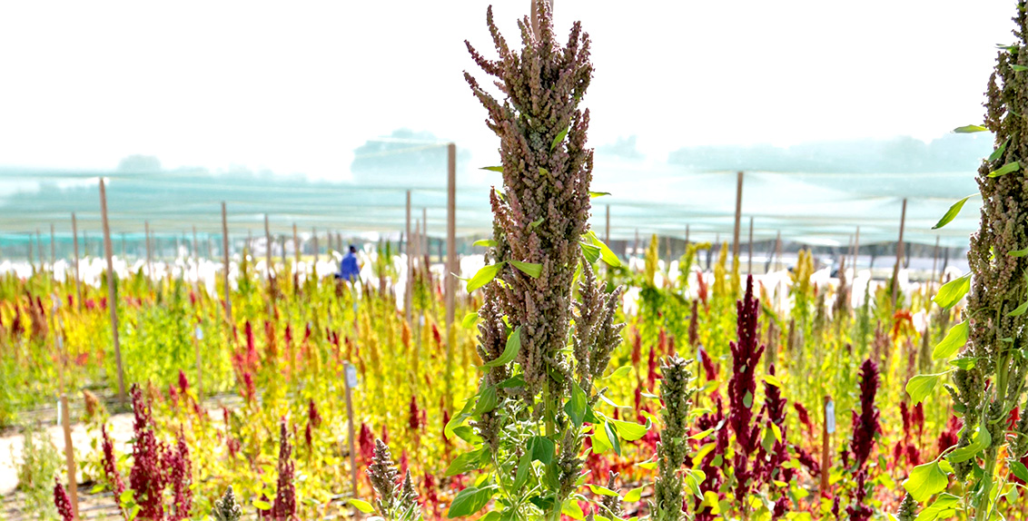 Alternative crops key to food security in marginal environments – new ...