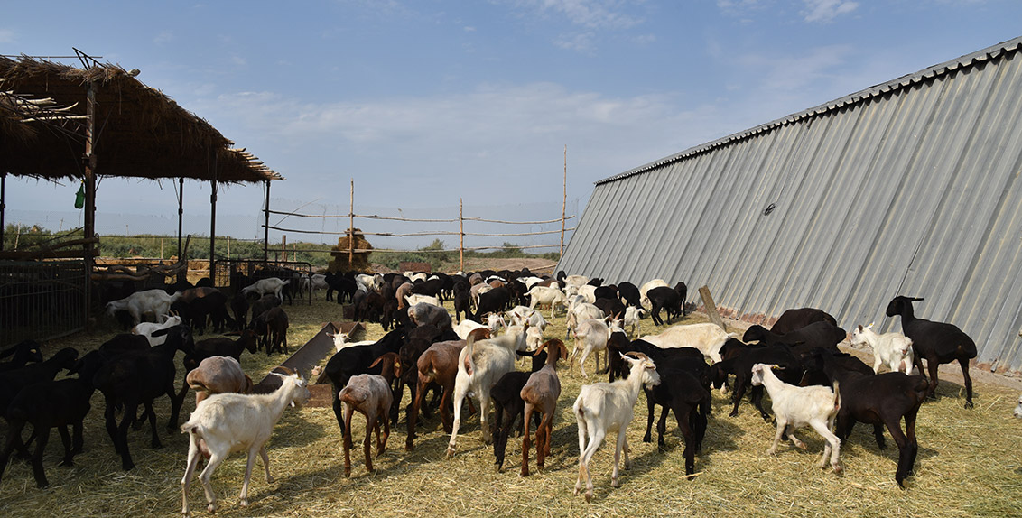 Uzbekistan Farming