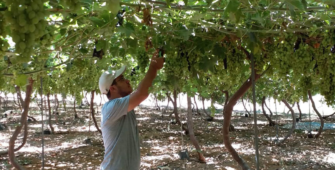 Helping Jordanian farmers save water and money | International Center ...