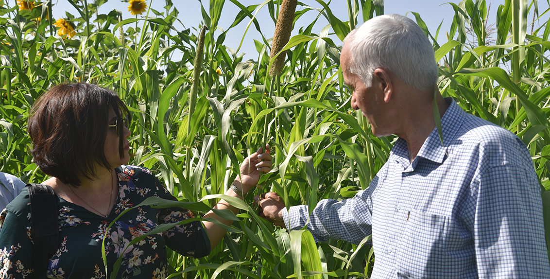 Tajik farmers look at pearl millet for food, forage production ...