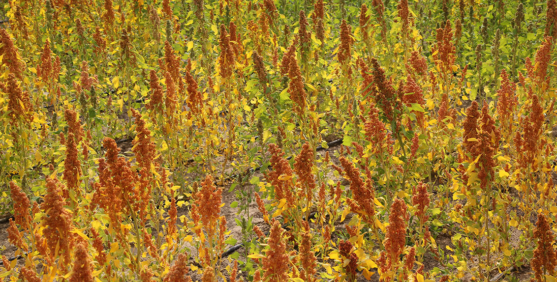 Researchers look to salt-tolerant crops for the future of agriculture ...