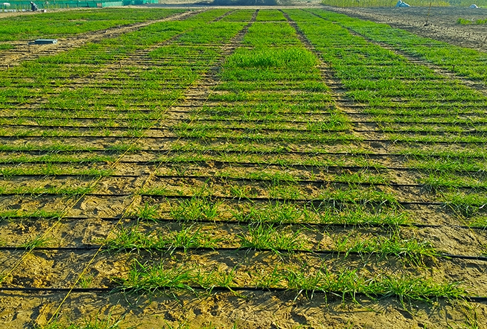 Genetic studies of salinity tolerance in barley in field conditions ...