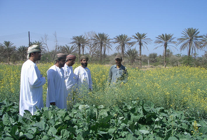 Oman Salinity Strategy | International Center for Biosaline Agriculture