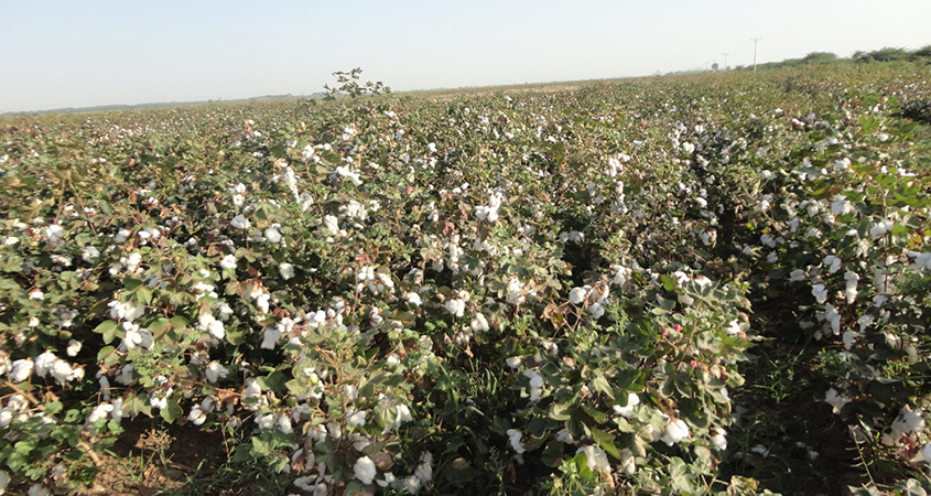 Rehabilitation and Management of Salt-affected Soils to Improve ...