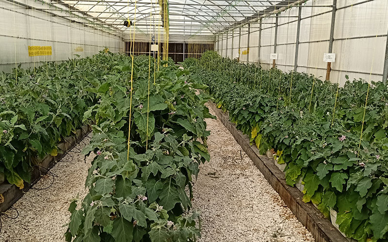 Salt-tolerant Tomato Rootstock Experiment | International Center for ...