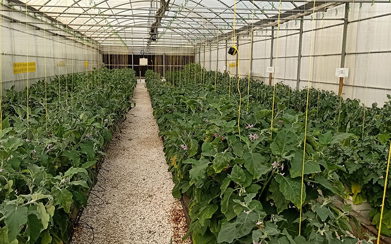 Salt-tolerant Tomato Rootstock Experiment | International Center for ...