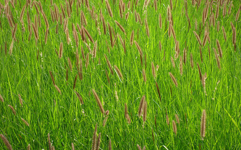 Field Evaluation of Salinity Tolerance among Large Collections of ...