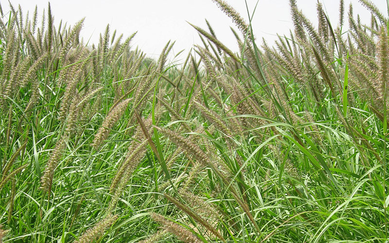 Field Evaluation of Salinity Tolerance among Large Collections of ...