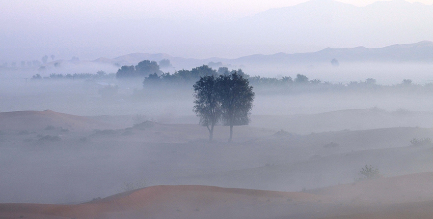 Scientists see untapped potential in UAE’s national tree ...