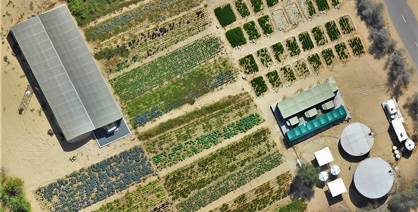 ICBA scientists manage to increase fish biomass by 300% using reject ...