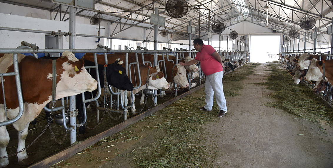 Agribusiness in northwestern Uzbekistan bets on new crops to cope with ...