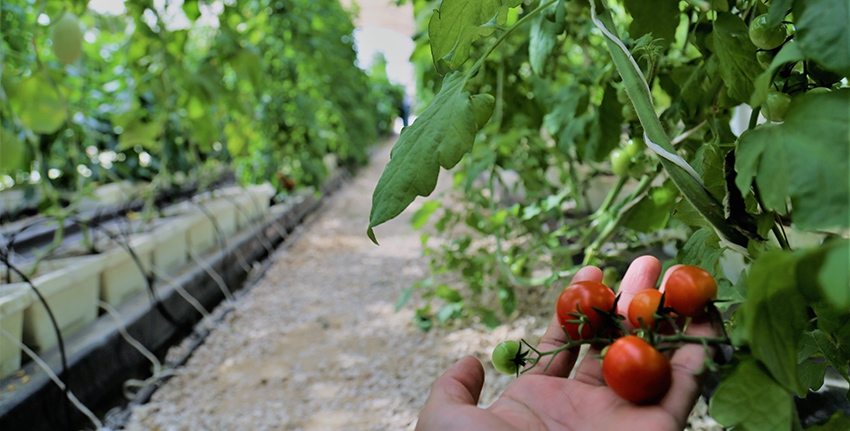 Are net-houses the future of horticulture in the UAE? | International ...