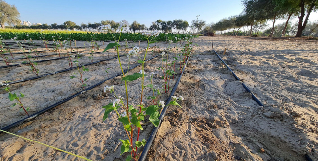 Demonstration Plots for Annual Crops | International Center for ...