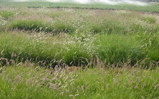 Demonstration Plot for Perennial Crops | International Center for ...