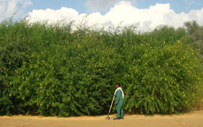 Demonstration Plot for Perennial Crops | International Center for ...