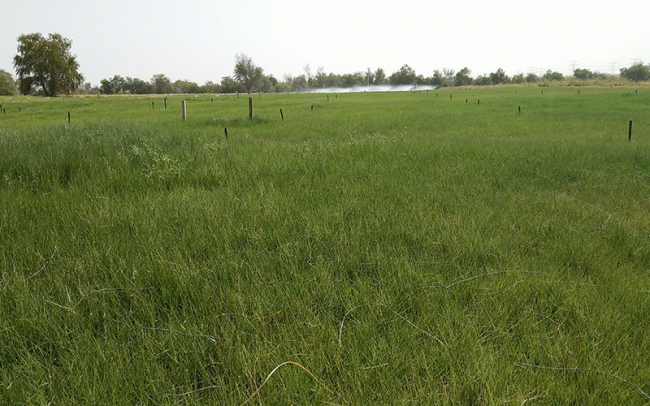 Demonstration Plot for Perennial Crops | International Center for ...