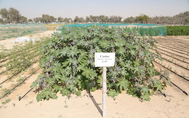 Demonstration Plot for Perennial Crops | International Center for ...