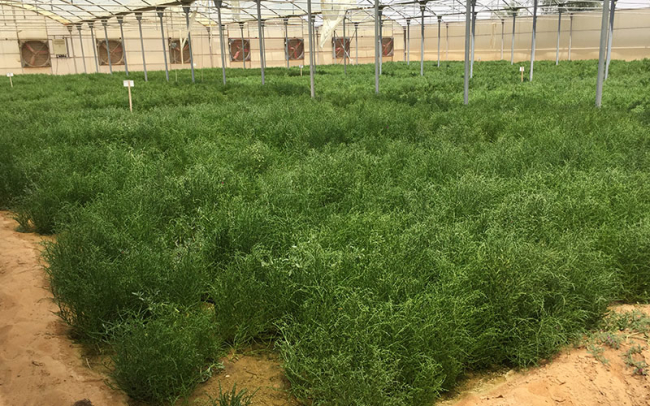EXPO LIVE Project: “From Desert Farm to Fork: Value Chain Development ...