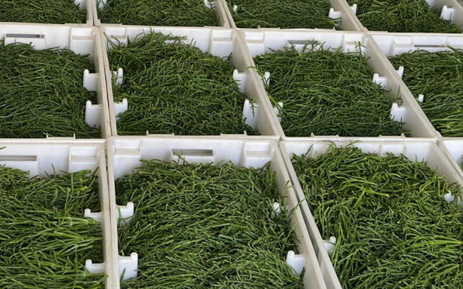 EXPO LIVE Project: “From Desert Farm to Fork: Value Chain Development ...