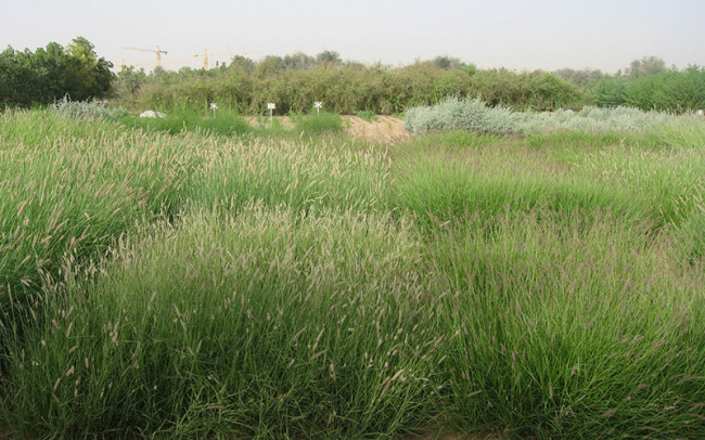 Field Evaluation of Salinity Tolerance among Large Collections of ...