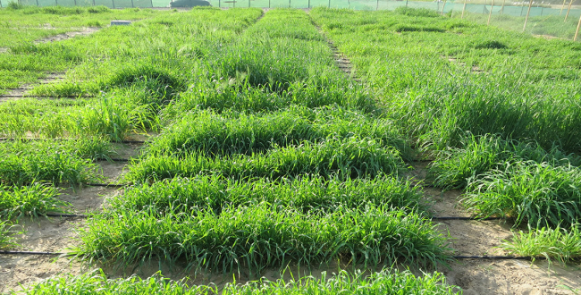 Study discovers new salt tolerance traits in two-row spring barley ...