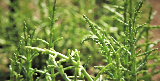 How to feed a growing world, sustainably | International Center for ...