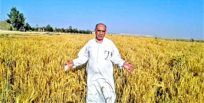 Farmers in Jordan catch up with biosaline agriculture | International ...