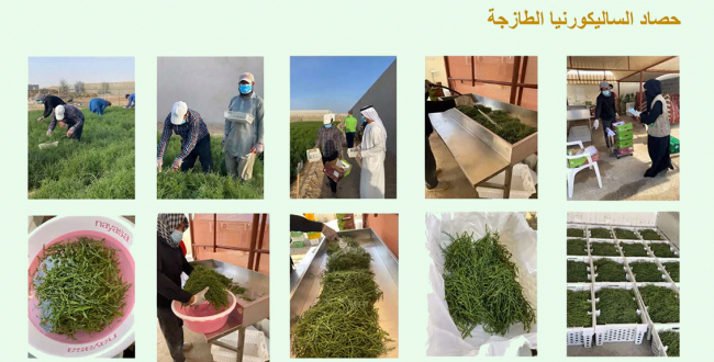 Developing value chains for halophyte-based food products in UAE ...