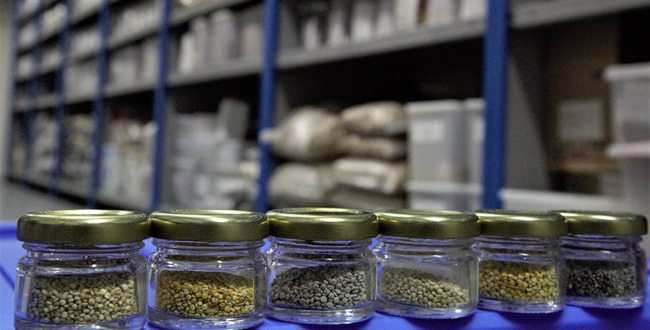 Why crop biodiversity is key to food security | International Center ...