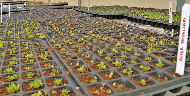 In a first, ICBA scientists start growing halophytic vegetables in UAE ...
