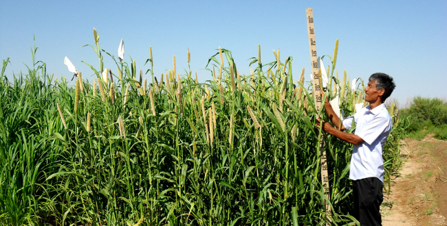 Farming in Uzbek desert | International Center for Biosaline Agriculture
