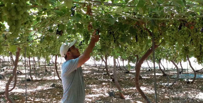 Helping Jordanian farmers save water and money | International Center ...