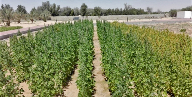 UAE farmers warm to quinoa | International Center for Biosaline Agriculture