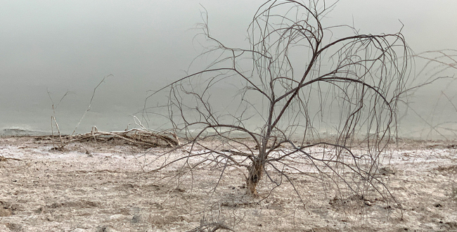 New study flags critical knowledge gaps in global soil salinity ...