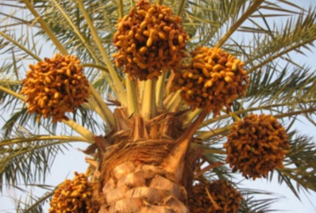 Investigation of Elite Date Palm for Salt Tolerance | International ...