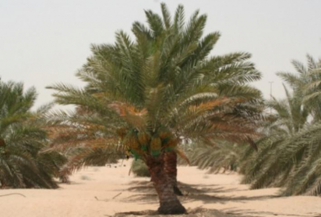 Investigation of Elite Date Palm for Salt Tolerance | International ...